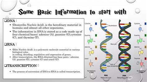 Transcription Of DNA To RNA Using Python Programming PPT