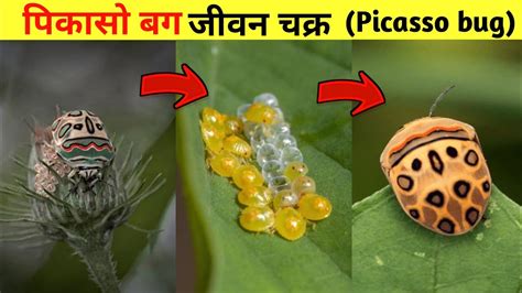 पिकासो बग जीवन चक्र और तथ्य Picasso Bug Life Cycle Interesting Facts About Picasso Bug