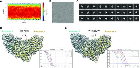 Cryo Em Sample Optimization And Structures Of Wt Katg From M Download Scientific Diagram