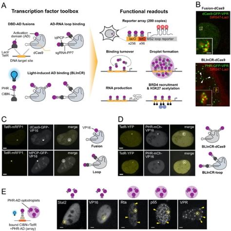 Pdf Transcription Activation Is Enhanced By Multivalent Interactions Independent Of Phase