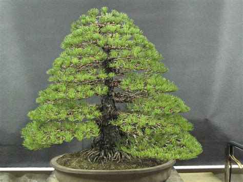Bonsai Styles Six Main Bonsai Styles The Art Of Bonsai