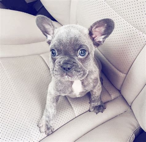 Gray French Bulldog With Blue Eyes