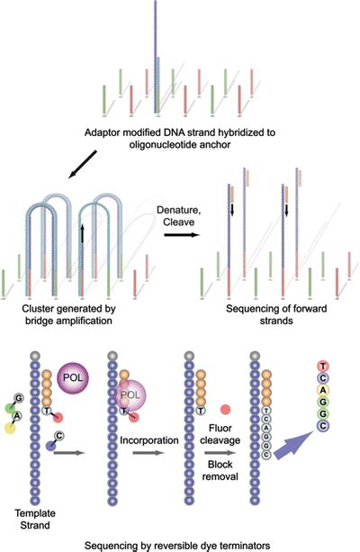 Next Generation Sequencing 454