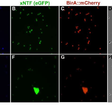 Affinity Isolation Of Xntf Tagged Nuclei Streptavidin Coated Magnetic Download Scientific