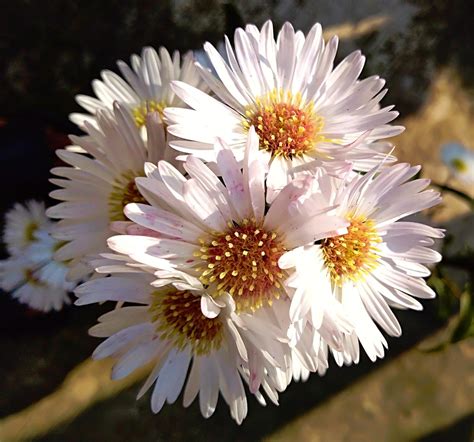 300 多张免费的“flores Tipos”和“自然”照片 Pixabay