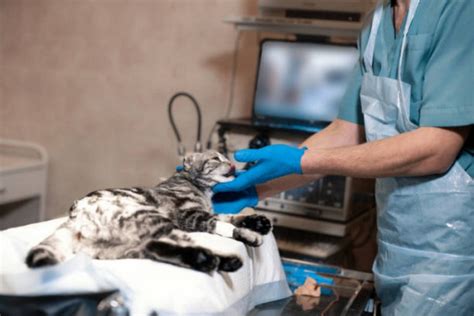 Cirurgia Reconstrutiva Em Cães E Gatos Amparo Veterinaria ﻿clínica