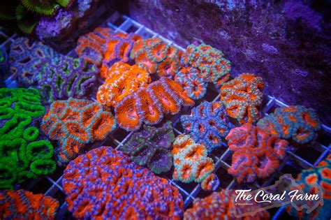 Bulk Acan Coral Colonies Buy Online