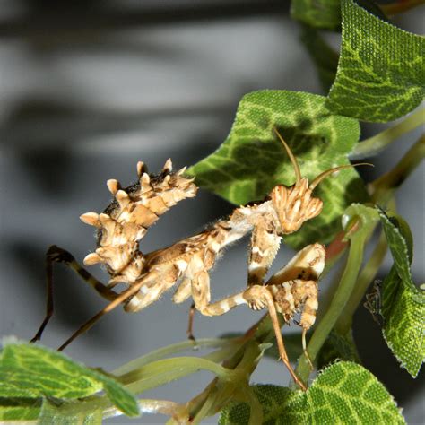 Thistle Mantis B Mendica For Sale At Panterra Pets