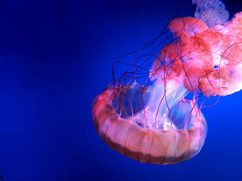 37 Fascinating Facts About Jellyfish From Glowing Blobs To Ancient