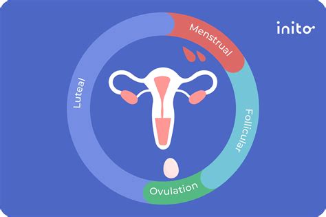 Cycle Syncing What It Is And How To Start