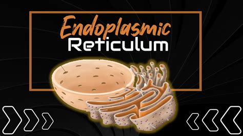 Endoplasmic Reticulum Structure Functions It S Types RER SER YouTube