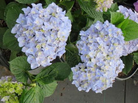 Hydrangea Macrophylla Blue Boething Treeland Farms