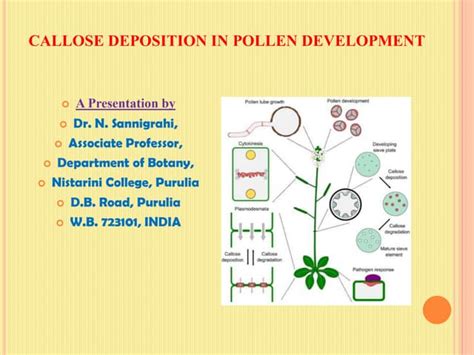 Callose Deposition In Pollen In Higher Plants Pdf