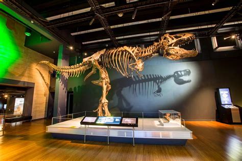 T Rex In Museum