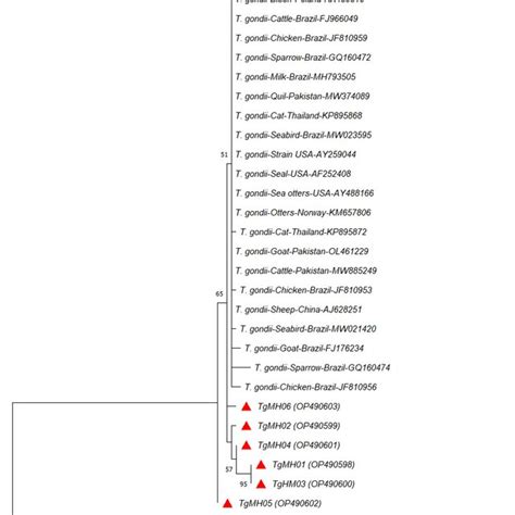 maximum likelihood phylogenetic tree 100 bootstrap replicates of