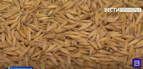 В 2022 году в 2 8 раза увеличился экспорт зерна и продуктов его переработки из Приморья в