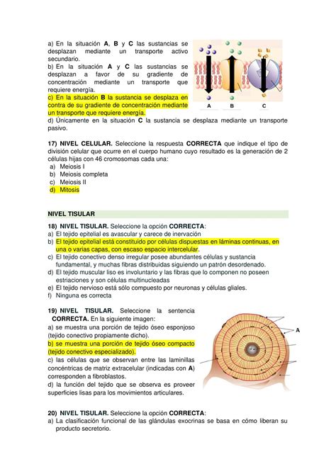 Respuestas Sobre El Tejido Muscular Esquelético Y La Revisión De Anatomía