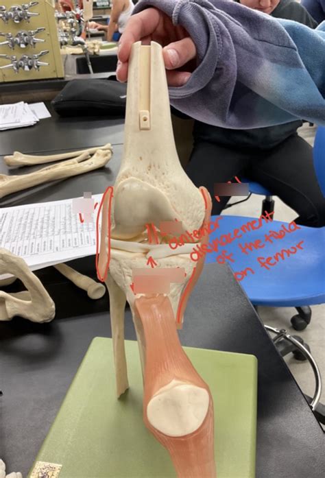 Front Patella Labeled Diagram Quizlet
