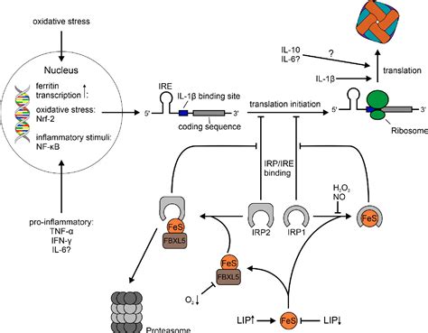 Figure 1 From Advances In Ferritin Physiology And Possible Implications
