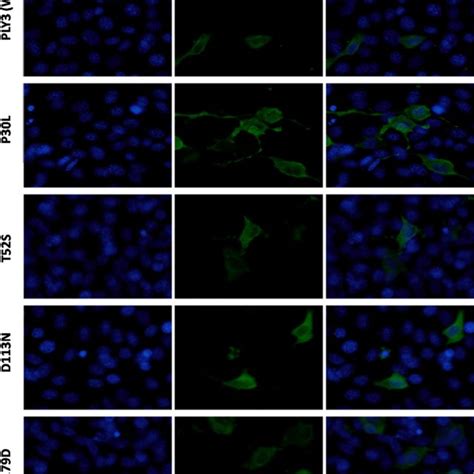 Subcellular Localization Of Wild Type And Variant Ripply3 Proteins In