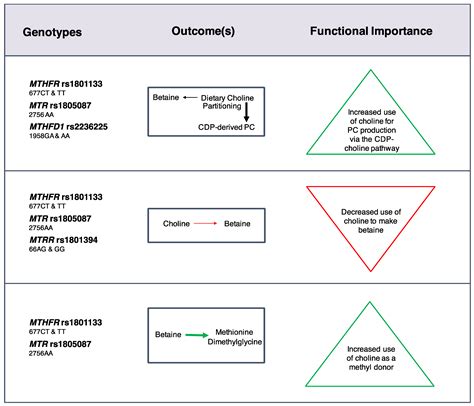 Choline Metabolism Pathway Brain Mind Article