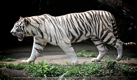 White Tiger Tiger Habitat Tiger Pictures