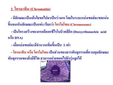โครงสร้างเซลล์ Cell Structure Pdf