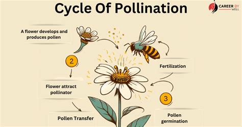 Types Of Pollination Cycle Factors And Importance Careerbywell