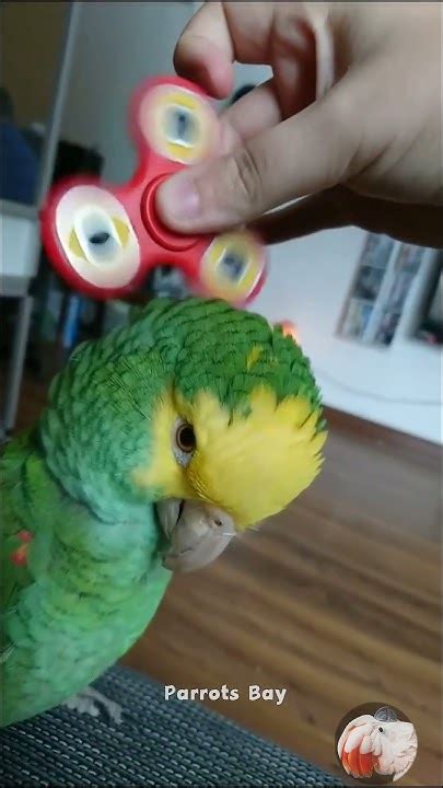 Parrot Vs Fidget Spinner 🦜🌀 Youtube