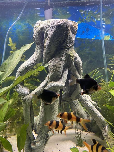 Can Someone Help Sex These Emerald Tiger Barbs I Think They Are All Males Can Try To Get