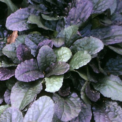 Ajuga Reptans Bronze Beauty Bugleweed Siteone Us