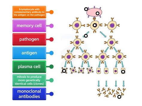 B Lymphocyte Response Labelled Diagram
