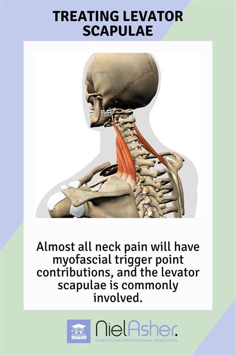 Levator Scapulae Snapping Scapula Syndrome Neck Pain Knee Pain