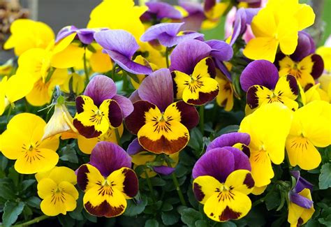 1000 Free Pansies And Pansy Photos Pixabay