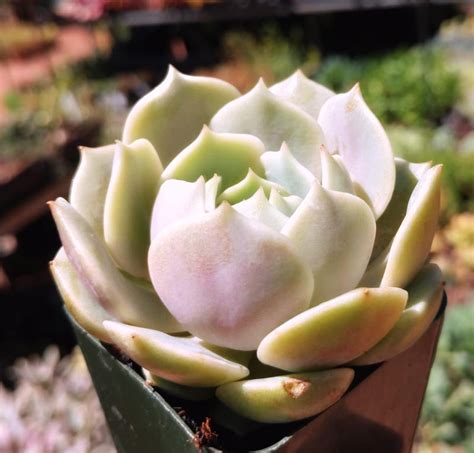 Echeveria “Lola”
