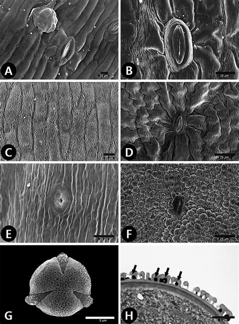 Scanning Electron Microscope And Transmission Electron Microscope Download Scientific Diagram