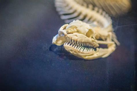 Snake Skeletons Of Reticulated Python Python Reticulatus The Stock Image Image Of Carnivore