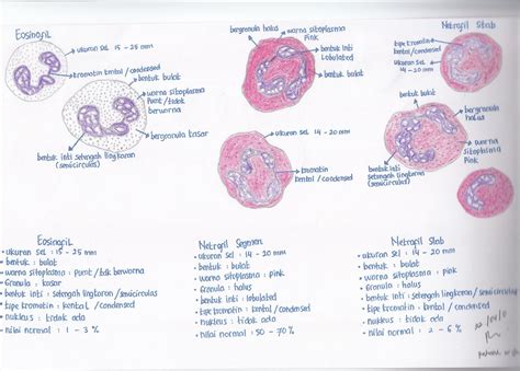 Gambar Hitung Jenis Leukosit Diff Count Analis Kesehatan