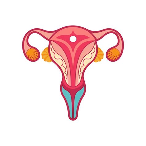 Female Reproductive System Vector Illustration Premium Ai Generated Vector