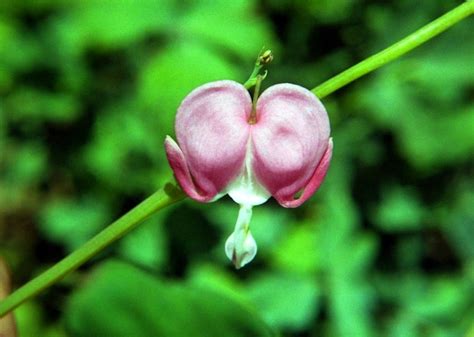 Bleeding Heart Wallpaper Wallpapersafari