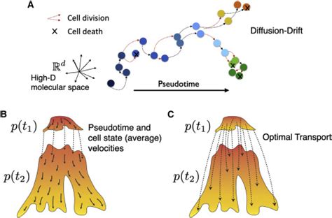 Single Cell Multi Omics And Lineage Tracing To Dissect Cell Fate