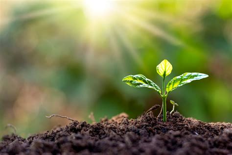 Can A Plant Live Forever Botanic Box