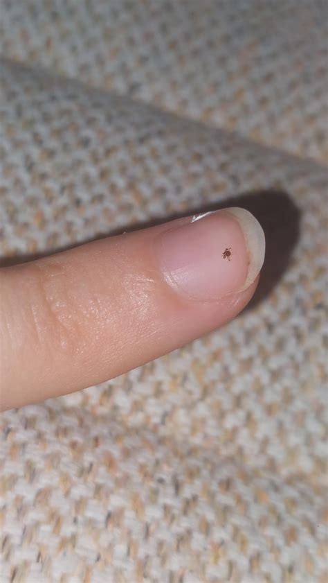 Nymph Tick Id And Risk Level Ne Ohio Rticks