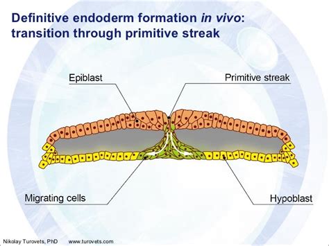 in vitro analog of the primitive streak animated