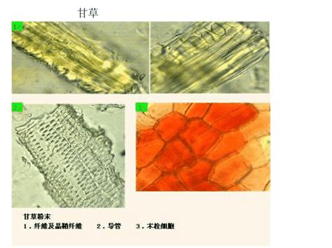 鉴定考试9种粉末显微图片 Word文档在线阅读与下载 无忧文档