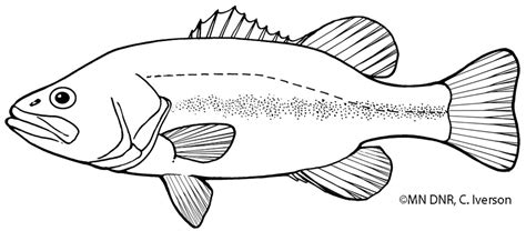Largemouth Bass Coloring Page Largemouth Bass Closeup Coloring Page For