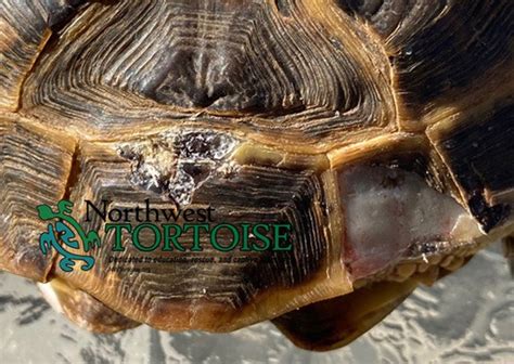 Health Northwest Tortoise