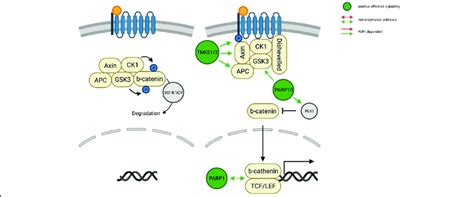 Schematic overview of the interplay between Wnt β catenin signaling and