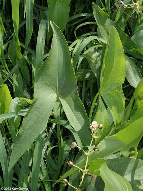 Sagittaria Brevirostra Short Beaked Arrowhead Minnesota Wildflowers
