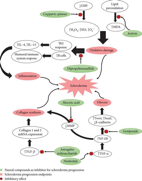 Pathogenesis Of Scleroderma Some Natural Compounds Can Inhibit Its